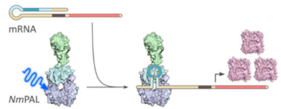 NAR:在mRNA水平光诱导细菌基因表达 - 知乎