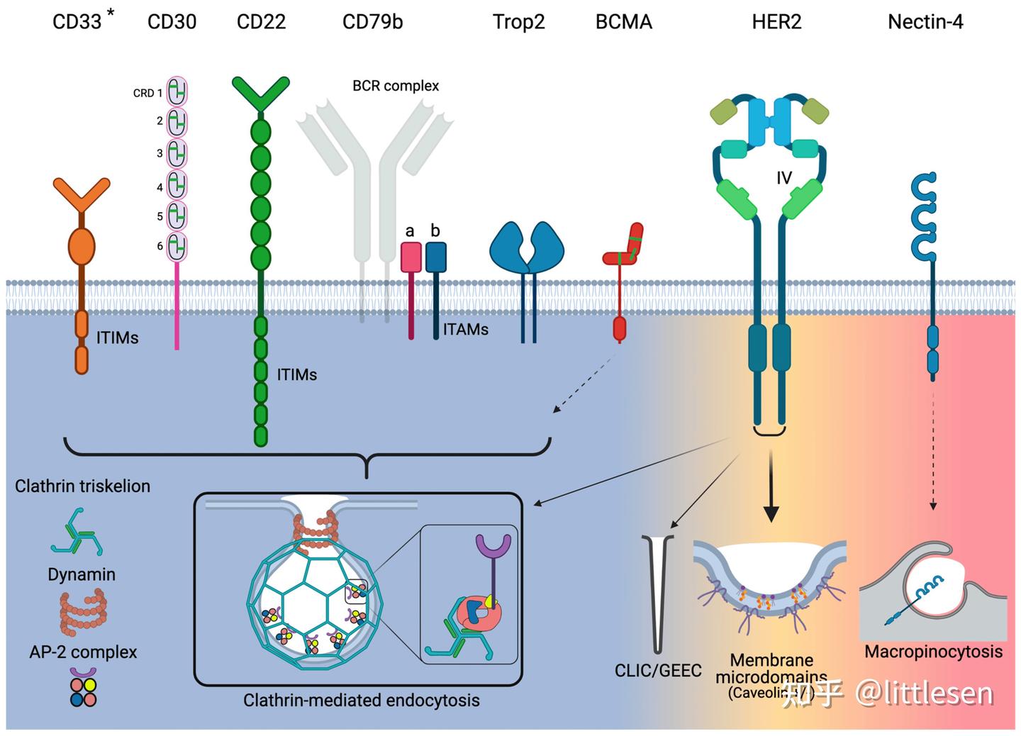 ADC药物综述 | 被称为『生物导弹』的抗体偶联药物是何来头？ - 知乎