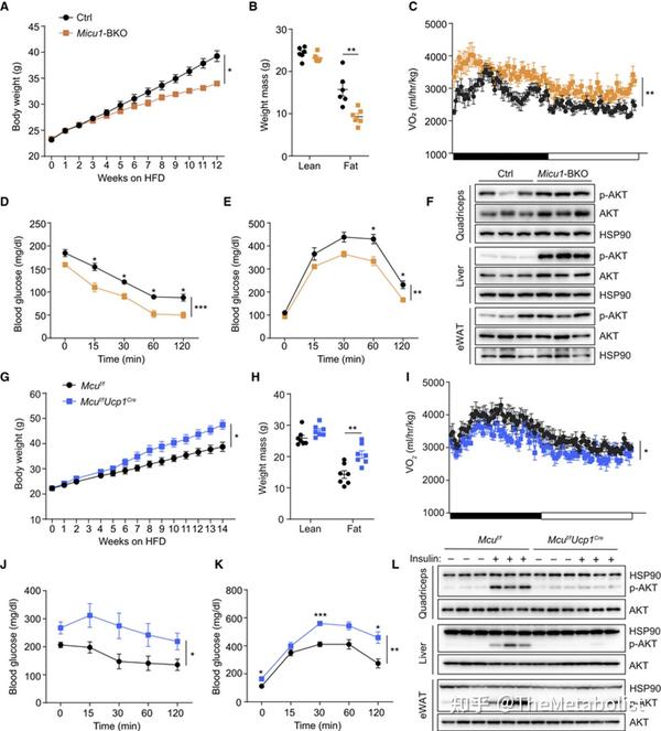 代谢学人——Cell Metabolism：脂肪产热新通道——钙转运体有“门路” - 知乎