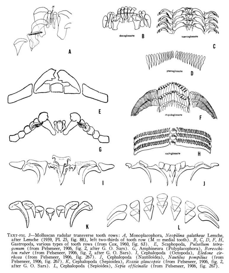 头足纲小传（29）瑕光微明：头足纲的起源，奈特氏锥 Knightoconus - 知乎