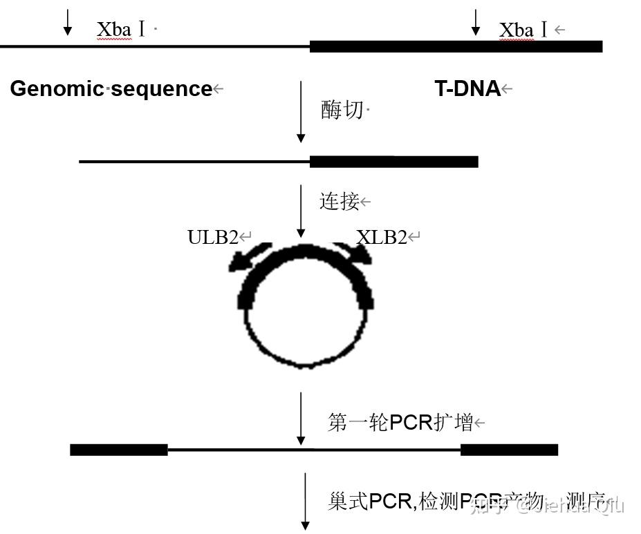 PCR-PCR种类 - 知乎