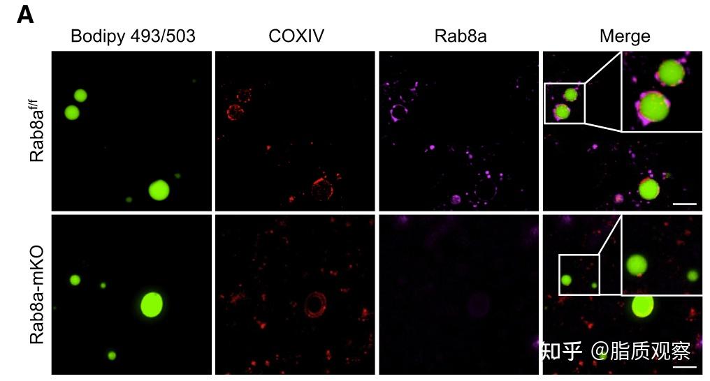 AMPK通过调节Rab8a-Plin5互作促进脂滴线粒体互作 - 知乎
