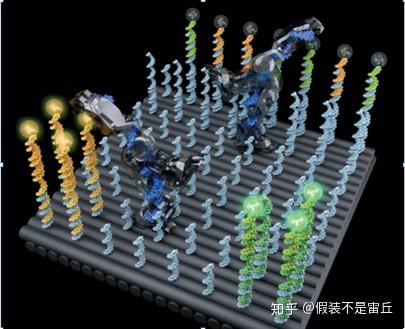 DNA computing 简单科普 - 知乎