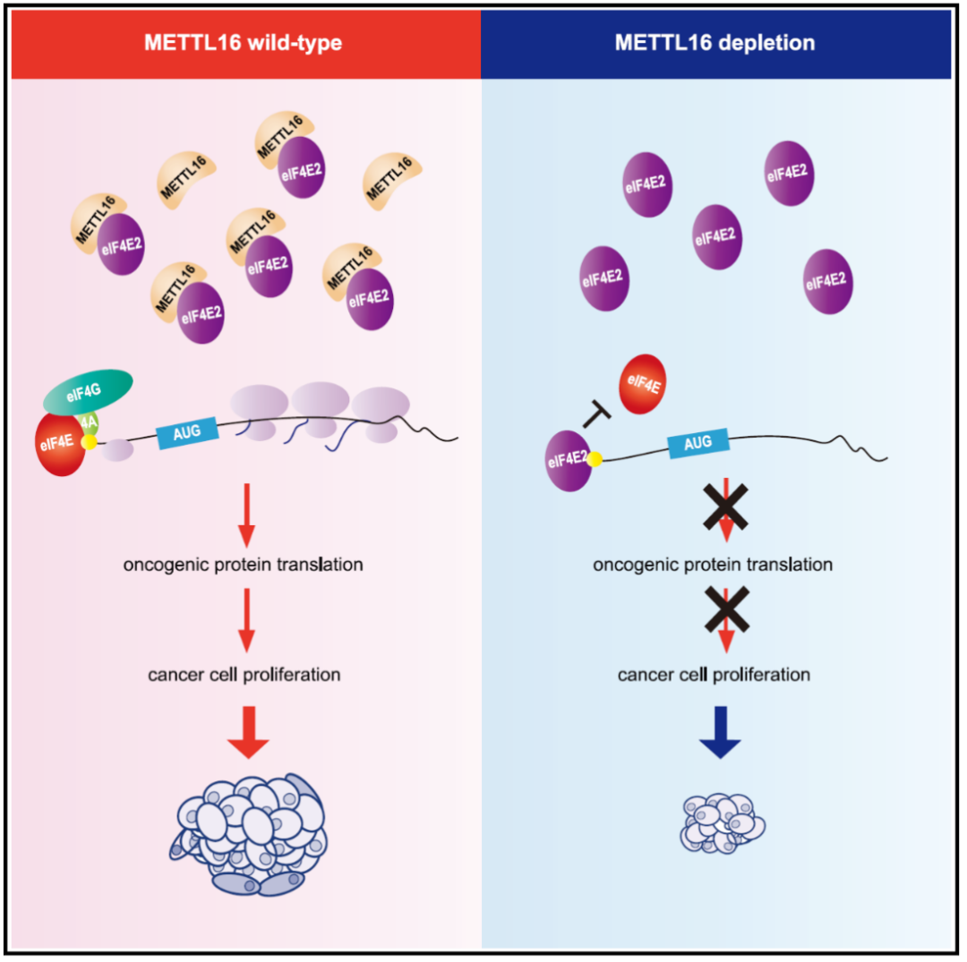 Cell Reports | 中国药科大学周君/刘晓敏课题组合作报道METTL16调控mRNA帽结构识别促进翻译及肺癌发展 - 知乎