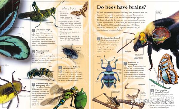 超棒的DK趣味百科书！DK Incredible Insects DK令人惊讶的科学事实:神奇昆虫 - 知乎