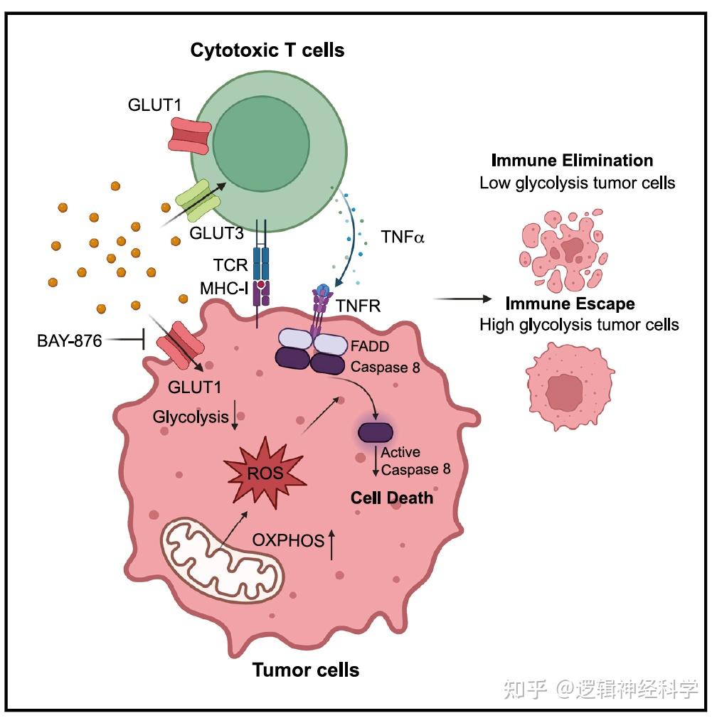 Cell Metab︱北京大学曾泽贤课题组合作揭示糖酵解通路调控肿瘤免疫耐受机制 知乎