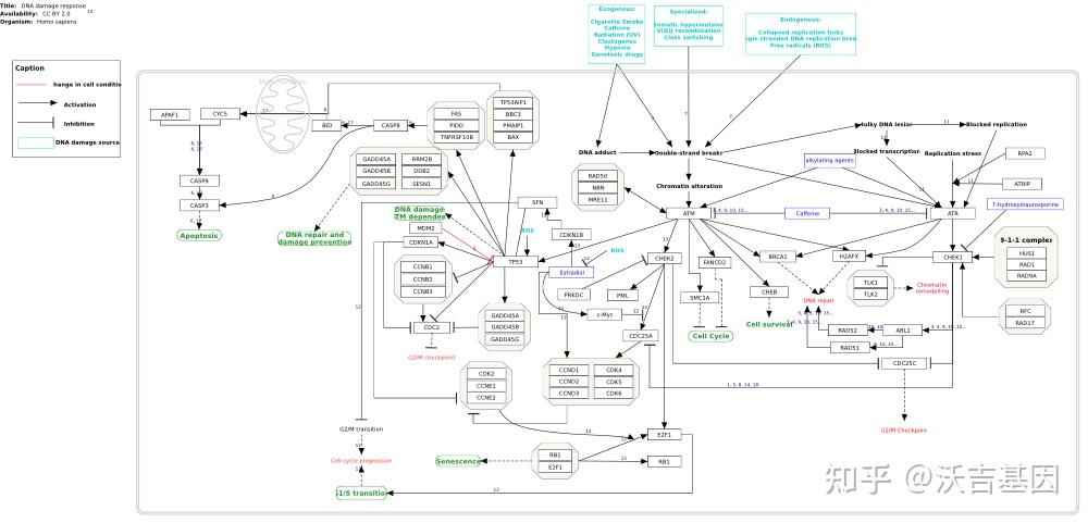 沃吉基因之DNA损伤信号通路PCR Array试剂盒 - 知乎