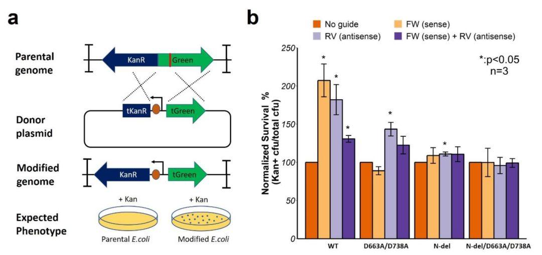 中、美科学家两篇最新论文表明NgAgo确实有基因编辑能力，韩春雨老师研究的NgAgo可在原核生物上基因编辑 - 知乎