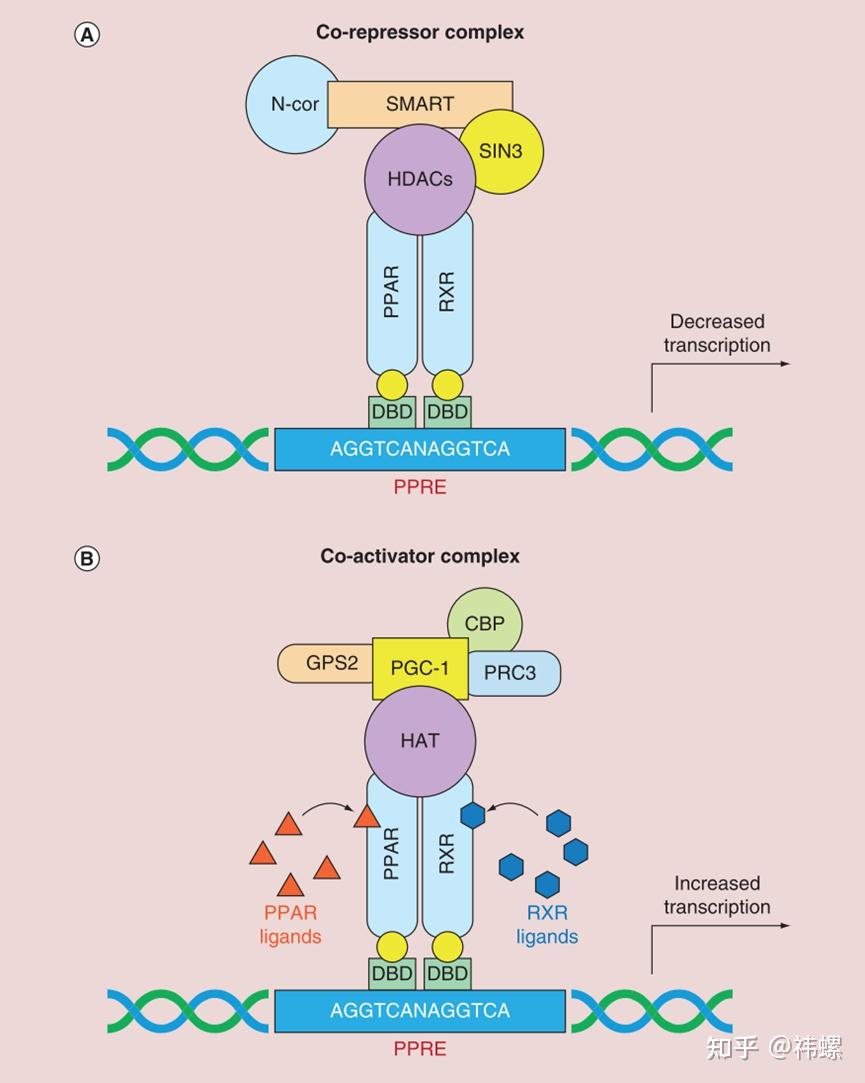 PPAR的分子机制及其与疾病的关系 - 知乎