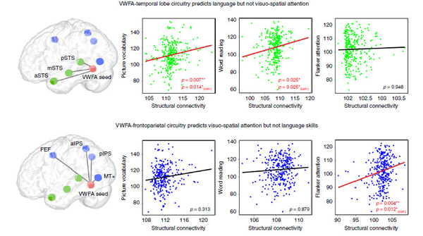 NC突破性研究：这个脑区（VWFA）也是语言和注意力脑回路的一部分！ - 知乎