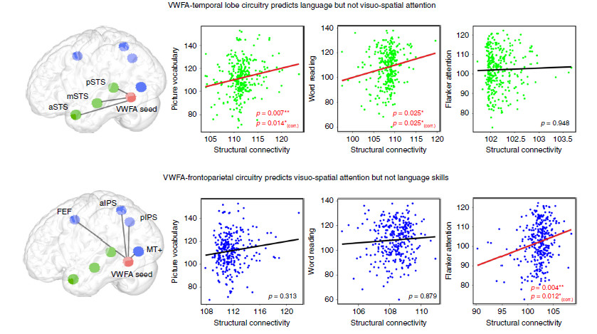 NC突破性研究：这个脑区（VWFA）也是语言和注意力脑回路的一部分！ - 知乎