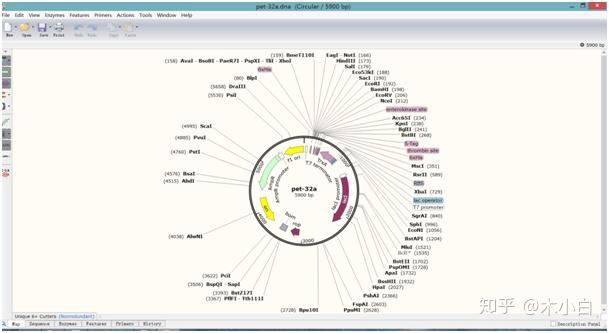 如何使用SnapGene viewer 设计蛋白表达载体PET-32a的引物 - 知乎
