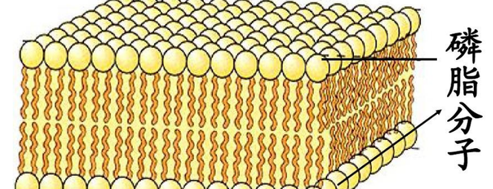 DMG-PEG-Thiol，PEG1/2/3.4/5/10K，脂质体修饰性聚乙二醇 - 知乎
