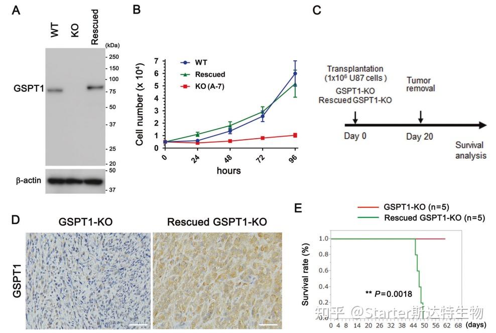 揭秘GSPT1：肿瘤治疗的黄金靶点 - 知乎