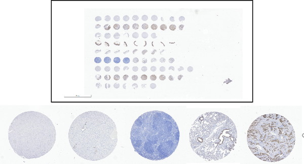 强强联合 | TMA&TSA助力生物医药产业创新发展 - 知乎