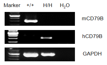 创新靶点CD79精准破局，引领肿瘤治疗新航道~ - 知乎