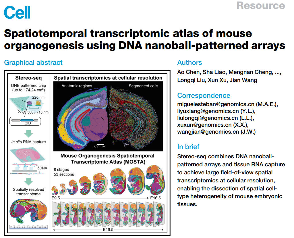 Cell | 华大自研 Stereo-seq揭秘超高分辨率生命全景时空图谱 - 知乎