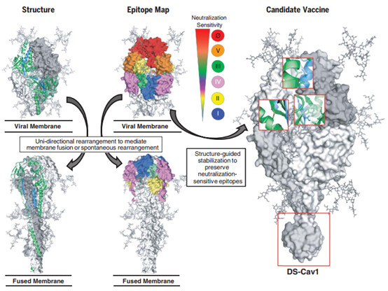 【耀文解读】Science年度突破：呼吸道合胞病毒RSV疫苗临床进展解读 - 知乎