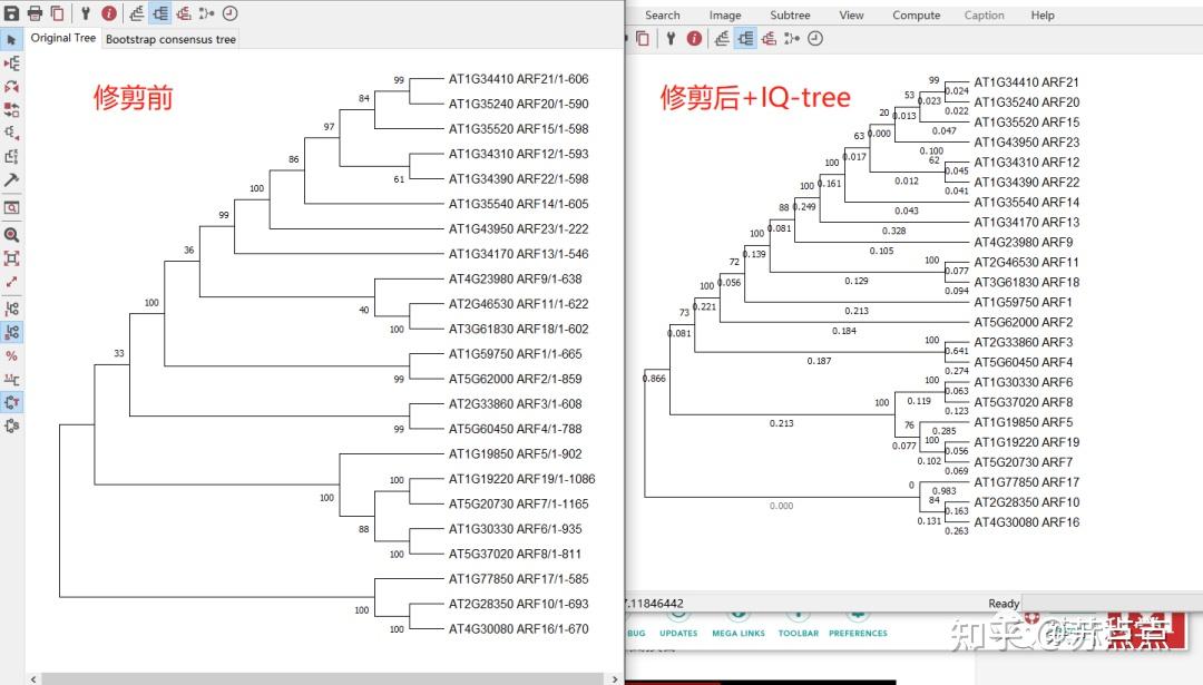 Clustal/Muscle+trimAI+IQ-tree：构建更准确的系统进化树（docker） - 知乎