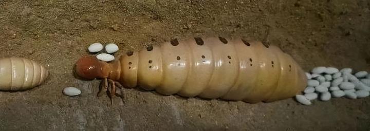 蚁后繁殖能力有多强？ - 知乎