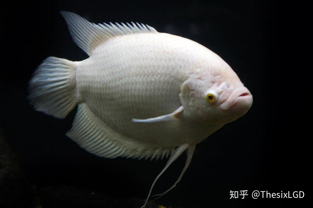 泰国斗鱼被讲烂了，那就聊一聊关于迷鳃鱼 - 知乎