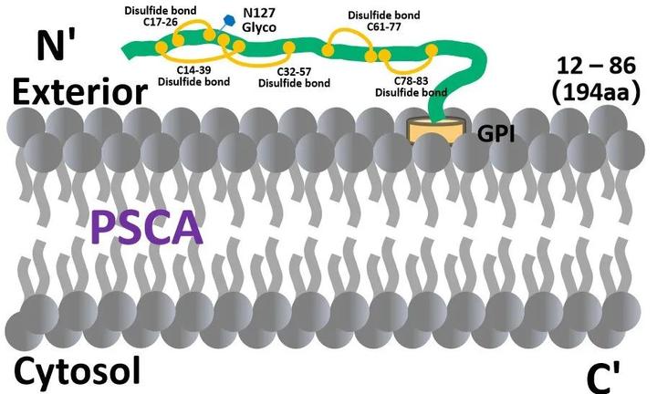 肿瘤免疫靶点 | PSCA - 知乎