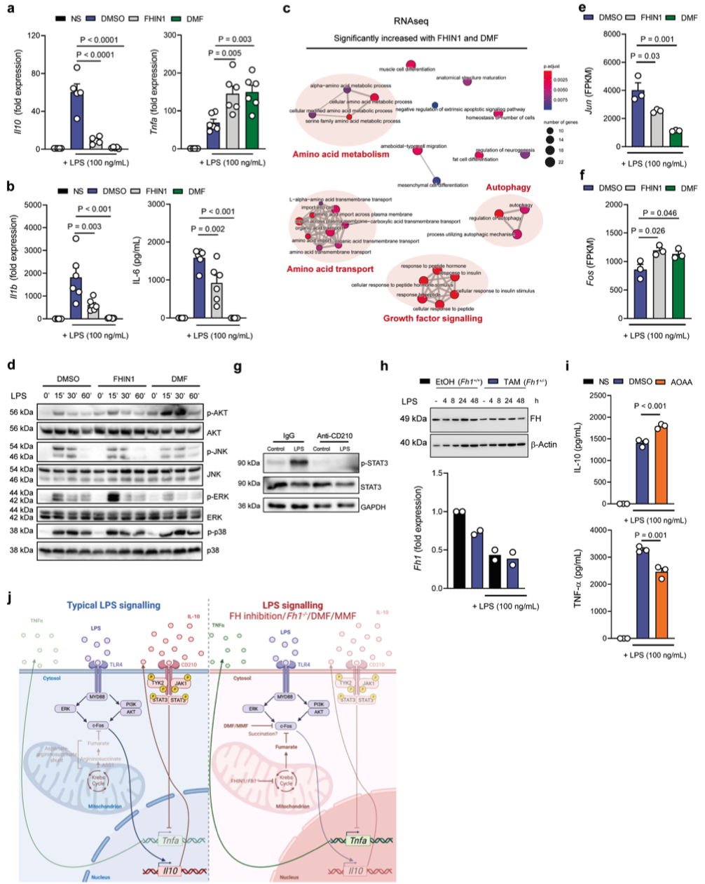 Nature丨巨噬细胞富马酸水合酶抑制 mtRNA 介导的干扰素产生 - 知乎