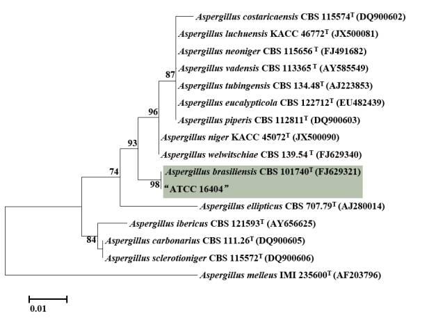 标准菌株ATCC 16404（巴西曲霉）的分类学变迁历史 - 知乎