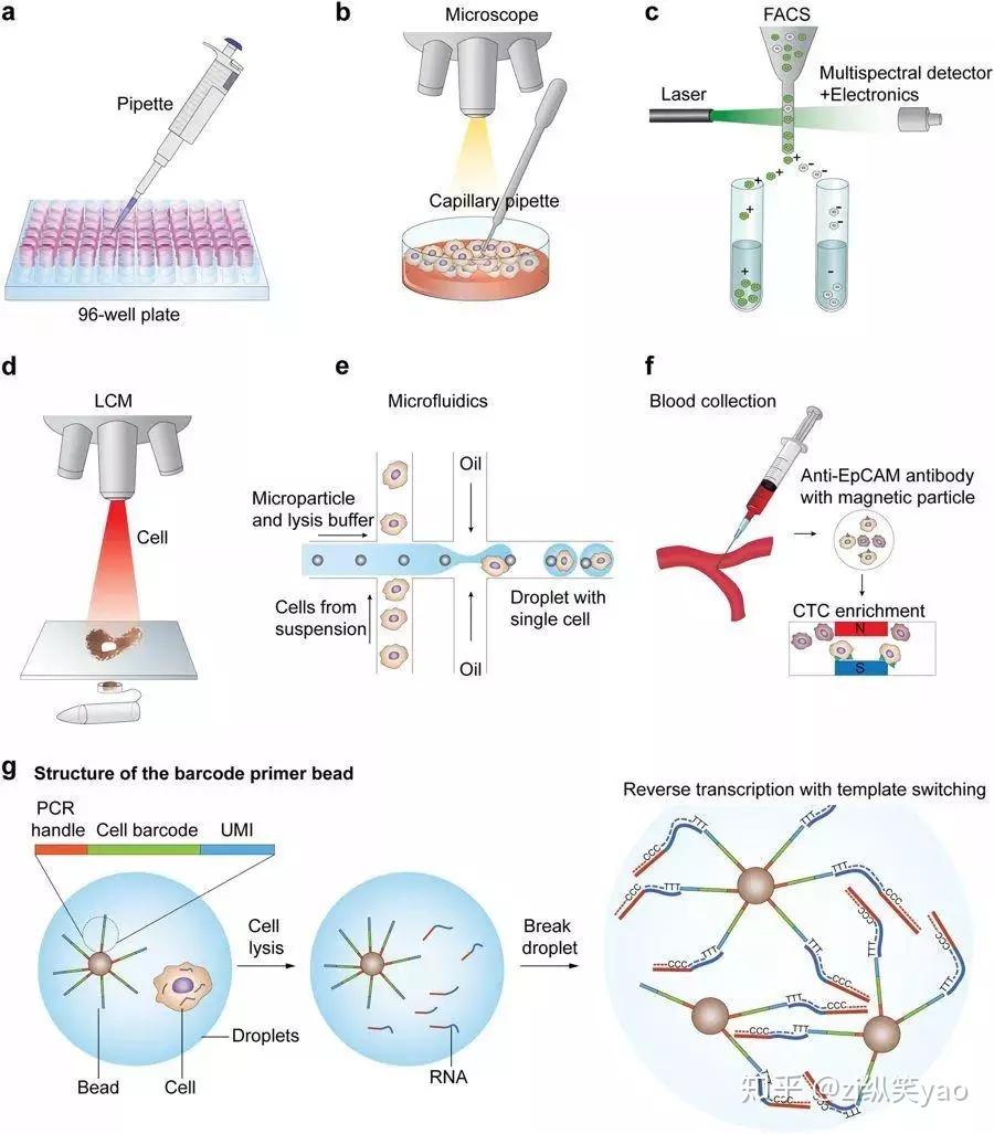 scRNA-seq 的两个关键技术 - 知乎