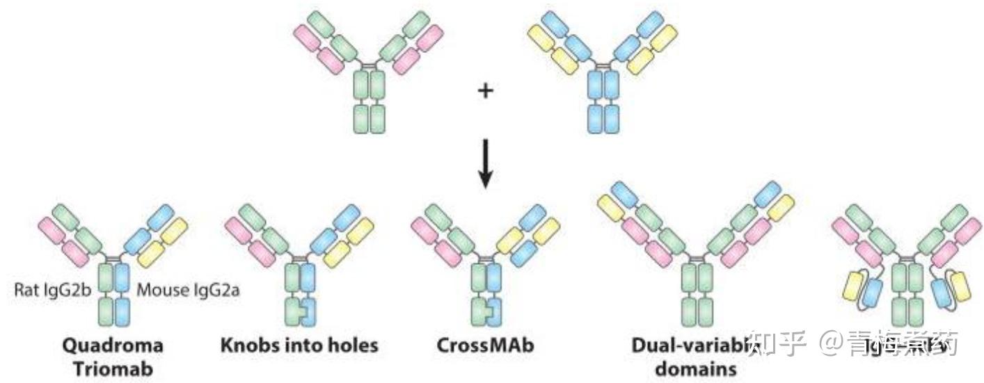 BigPharm|葛兰素史克——15亿美元：药明生物与GSK就多款创新TCE双抗/多抗达成许可协议 - 知乎