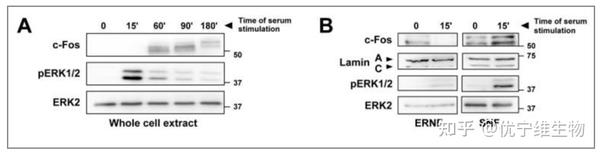 【小优细节君】c-Fos的WB怎么做？ - 知乎