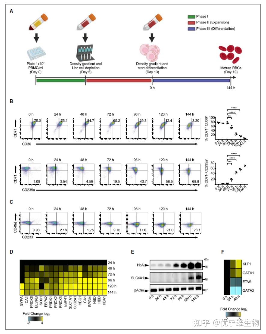 Cell揭示红细胞中线粒体的保留与系统性红斑狼疮SLE的相关性 - 知乎
