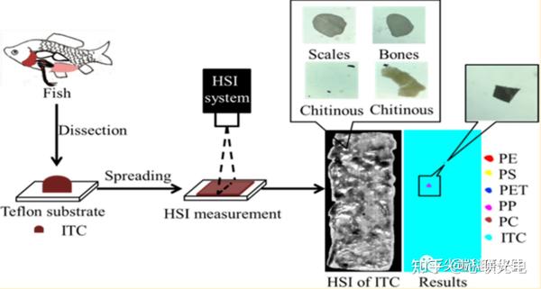 Environ. Sci. Technol.：一种利用高光谱技术快速检测鱼肠道中的塑料微粒的方法 - 知乎