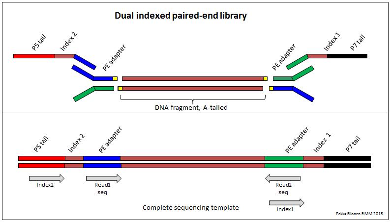 NGS测序中，接头是如何添加上的，以及如何去接头