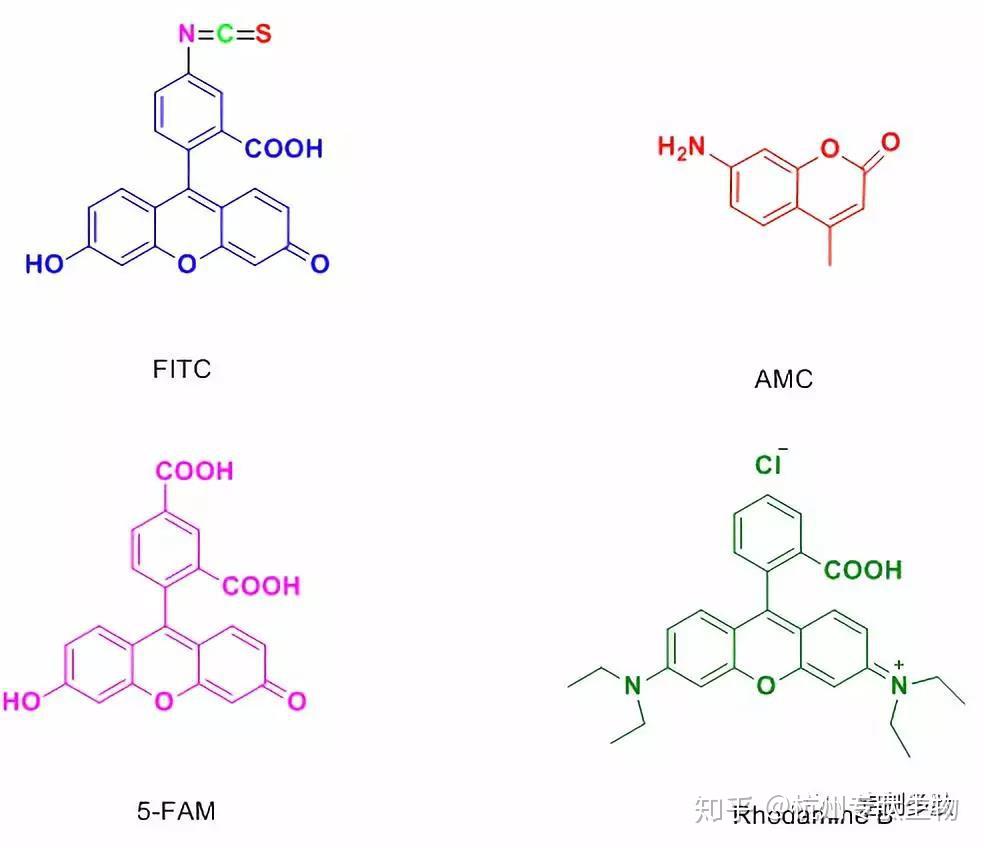 荧光标记肽(AMC、FAM、FITC)的原理 - 知乎