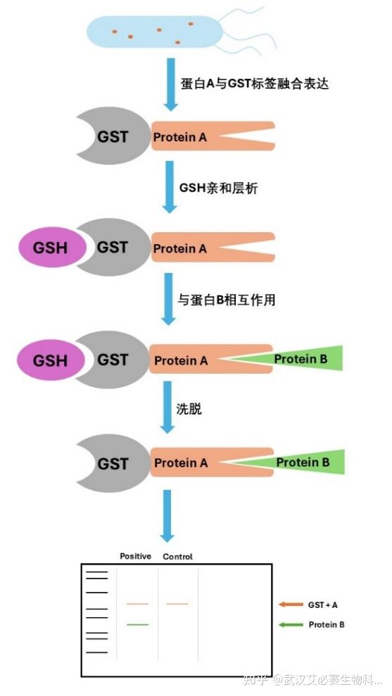 新手小白也能轻松搞定蛋白互作之——GST Pull-Down！ - 知乎