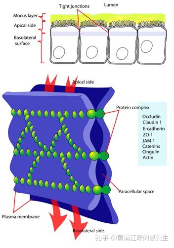 Claudin18.2蛋白的靶向治疗 - 知乎