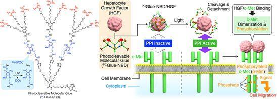 精选JACS/Angew 12篇：树枝状大分子的最新成果大盘点 - 知乎