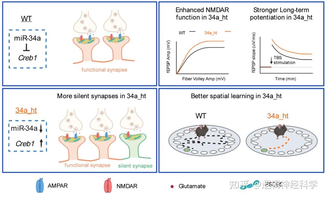 Prog Neurobiol︱何凯雯课题组发现miR-34a在成年小鼠海马体中新功能：调控沉默突触与突触可塑性 - 知乎