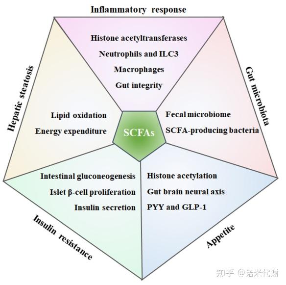 【短链脂肪酸专题】SCFAs为何成为影响机体健康的“关键物质”？ - 知乎