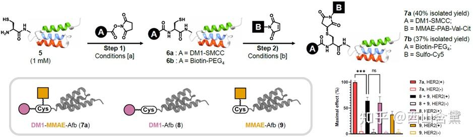 双载荷ADC及其类似物的构建策略 - 知乎