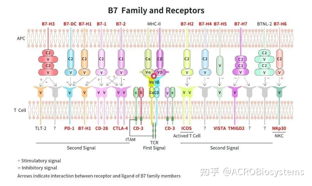 多面B7-H4，潜力不容小觑 - 知乎