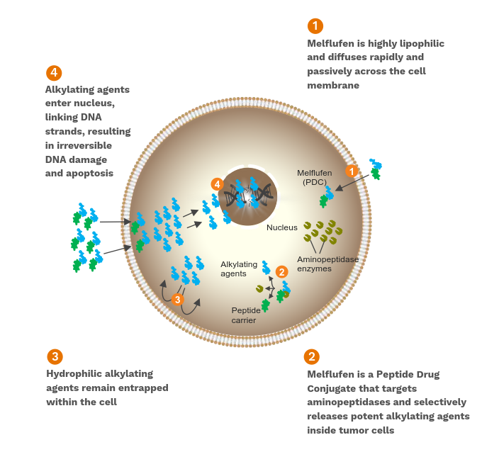 一图速览 | 黄粱一梦 Oncopeptides - 知乎