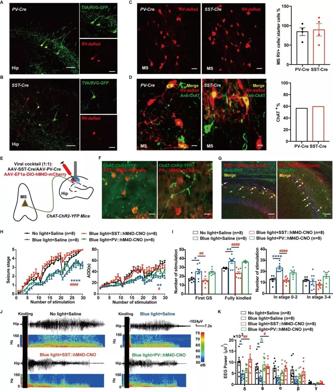 【客户文章】《Biological Psychiatry》浙大陈忠教授课题组解析介导颞叶癫痫的胆碱能神经环路机制 - 知乎