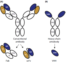 纳米抗体合成文库介绍 - 知乎