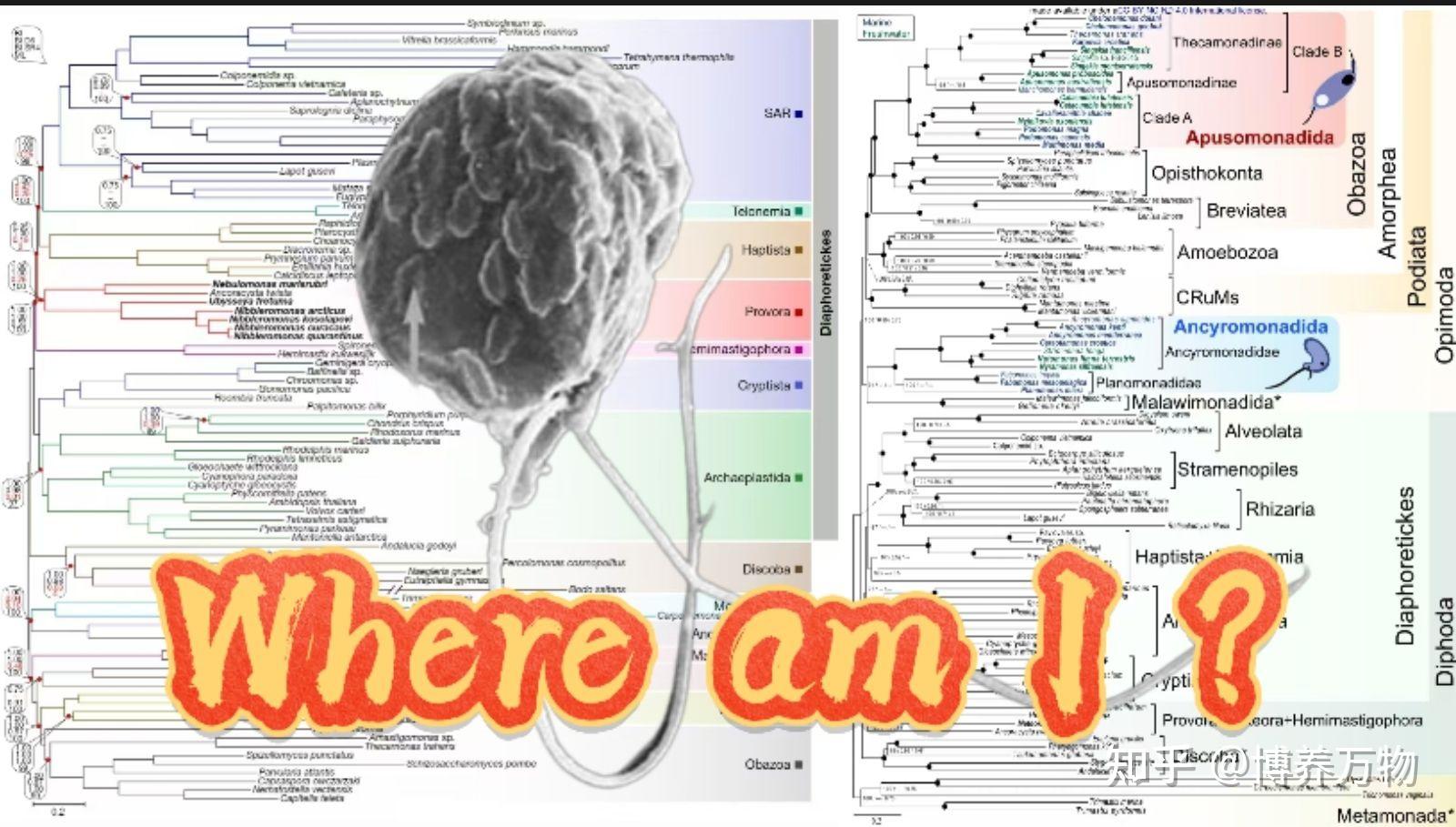 网鞭虫门Telonemⅰa ：形态特征最原始的色藻，却身世成谜 - 知乎