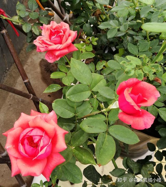 绯扇（Hiogi）——朱红色的日本大花月季 - 知乎