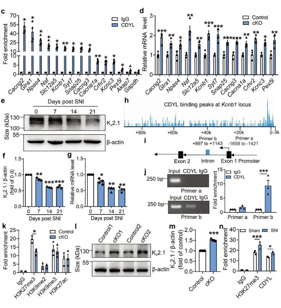 IF=17.521【客户文章】Adv Sci：北京大学基础医学院王韵教授团队揭示痛觉表观调控新机制，并开发新型镇痛药 - 知乎