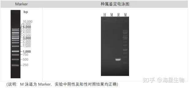 HyCyte®—细胞种属鉴定检测 - 知乎