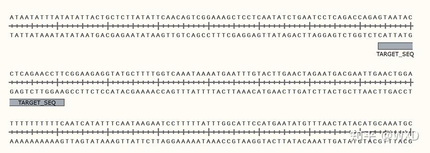 用snap gene个性化设计引物，用blast验证（一） - 知乎